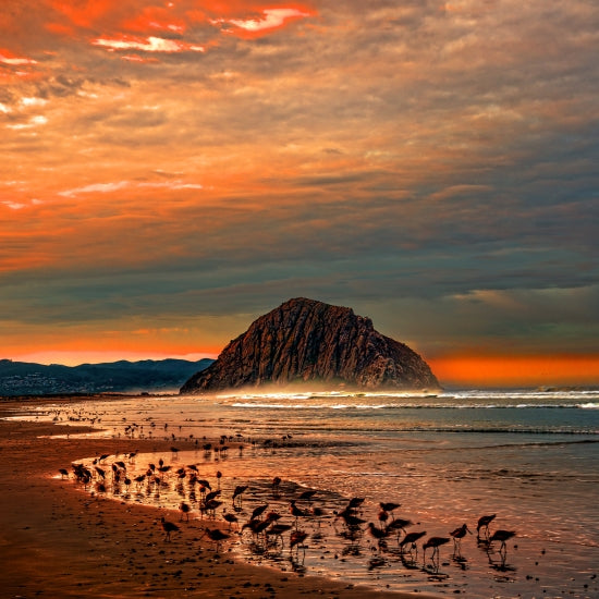 #2024-10-01 | Godwits, Sunrise, Morro Strand – shop.YourDailyPhotograph.com