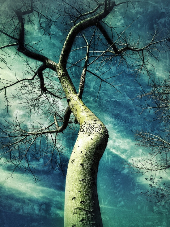 #2016-02-22 | Branches – shop.YourDailyPhotograph.com
