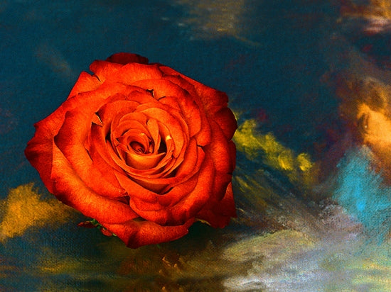 #2015-08-11 | Dramatic Rose – shop.YourDailyPhotograph.com