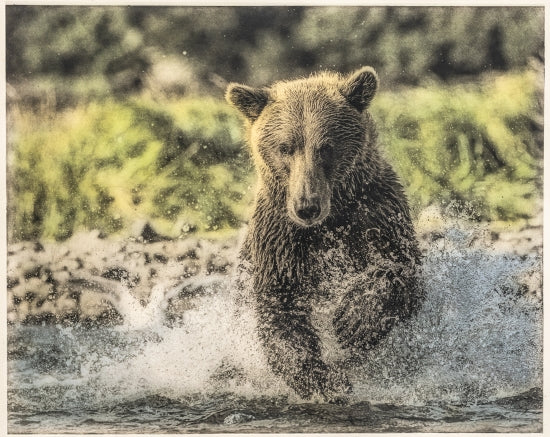 #2023-08-20 | Katmai Splash – shop.YourDailyPhotograph.com