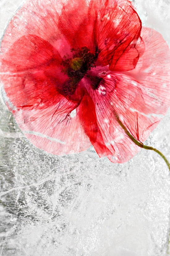 #2023-09-07 | Frozen Red Flower – shop.YourDailyPhotograph.com